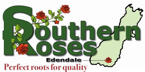 Southern Roses | perfect roots for quality
